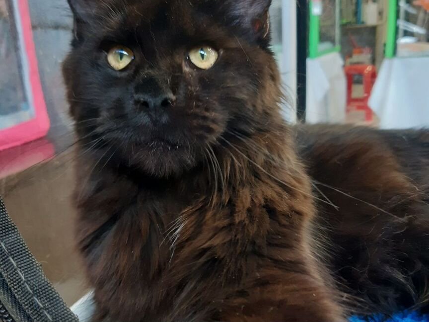 Кошечка черная мейн кун