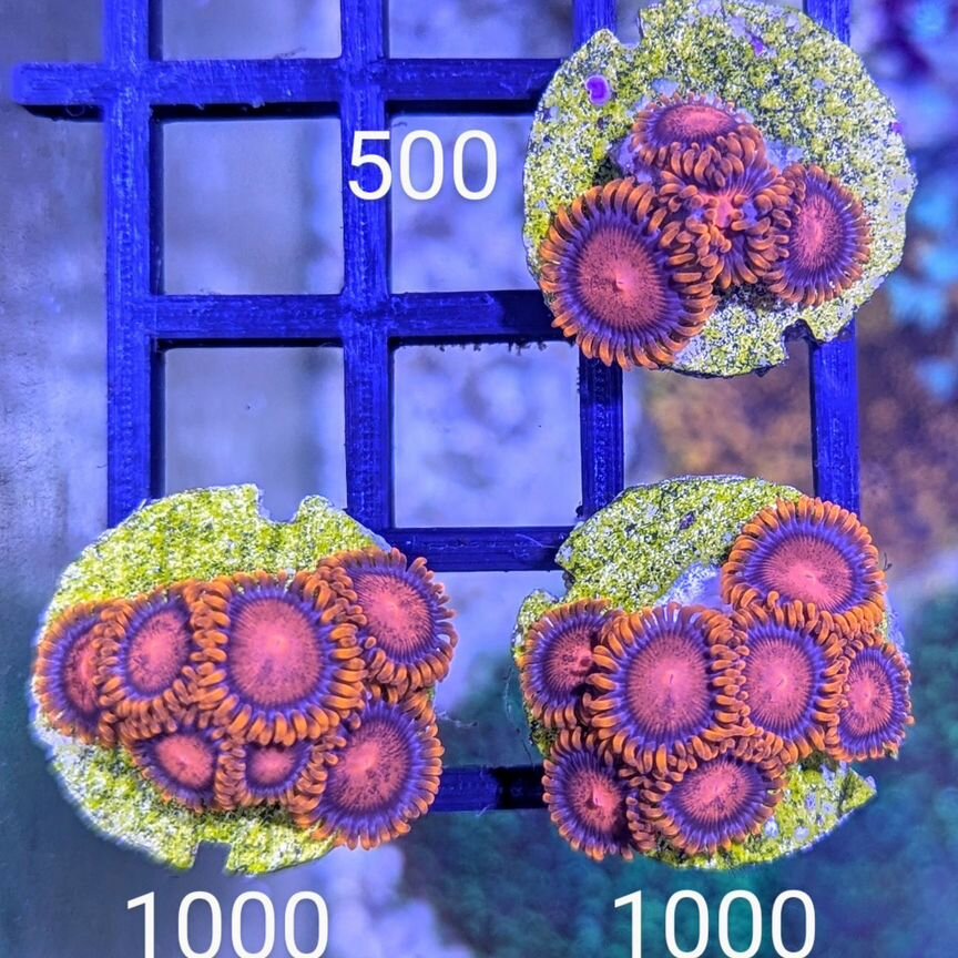 Кораллы, зоантусы