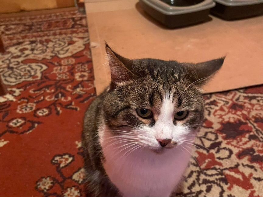 Пристроить котика