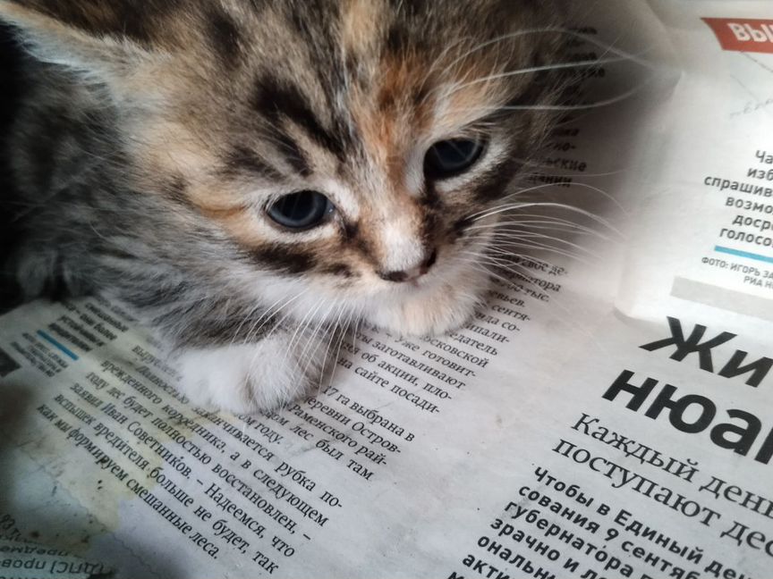 Трехцветные котята добрым людям