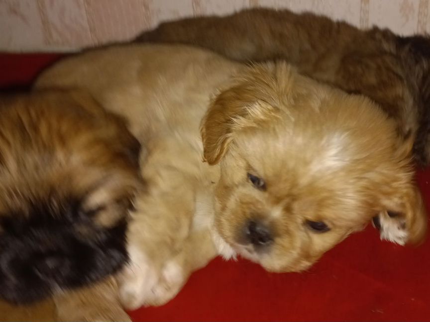 Продаются пекинесы