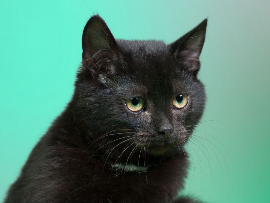 Котик 5 мес в дар