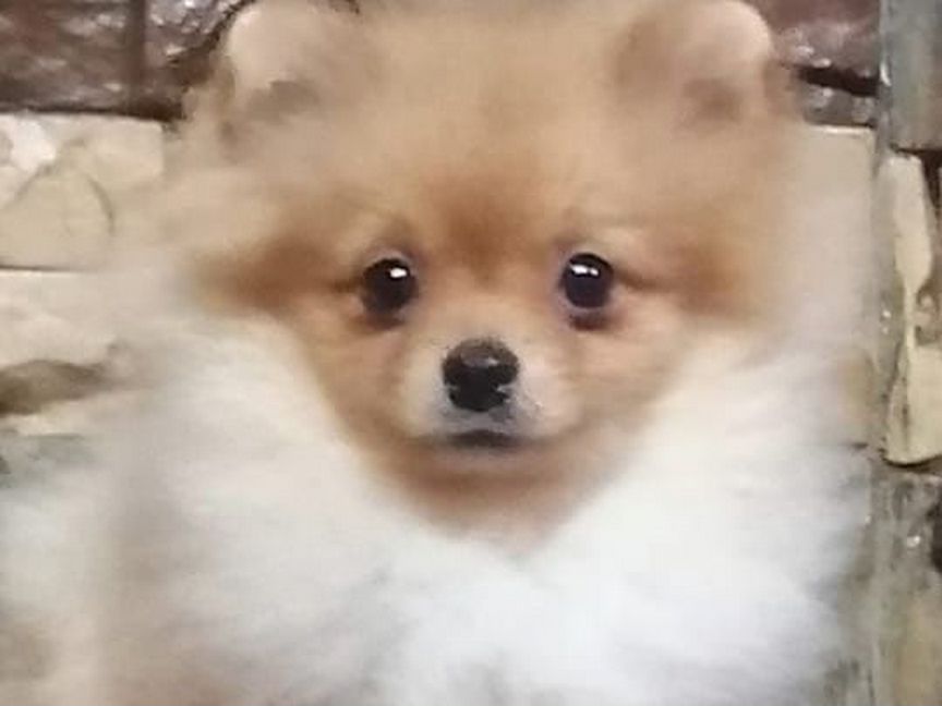 Щенок шпица