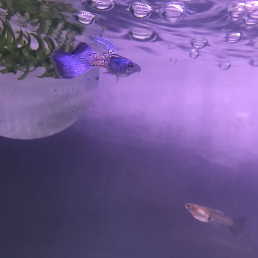 Рыба Гуппи Чистая линия