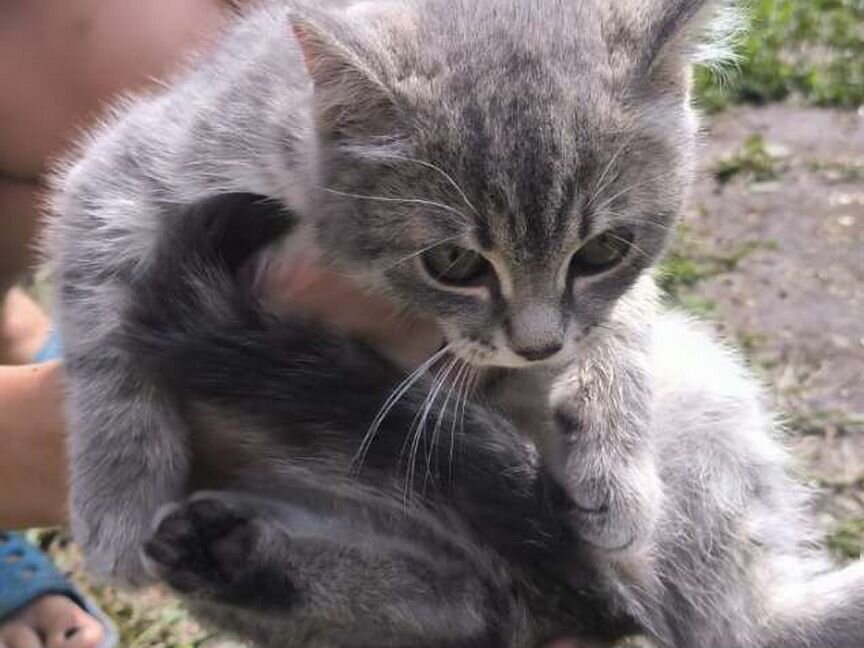 Котята бесплатно