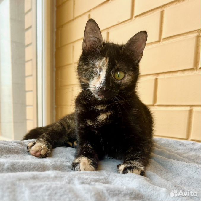 Эбби - котенок с одним глазиком в добрые руки