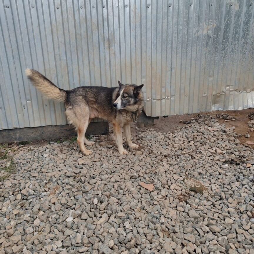 Красивый кобель в добрые руки бесплатно