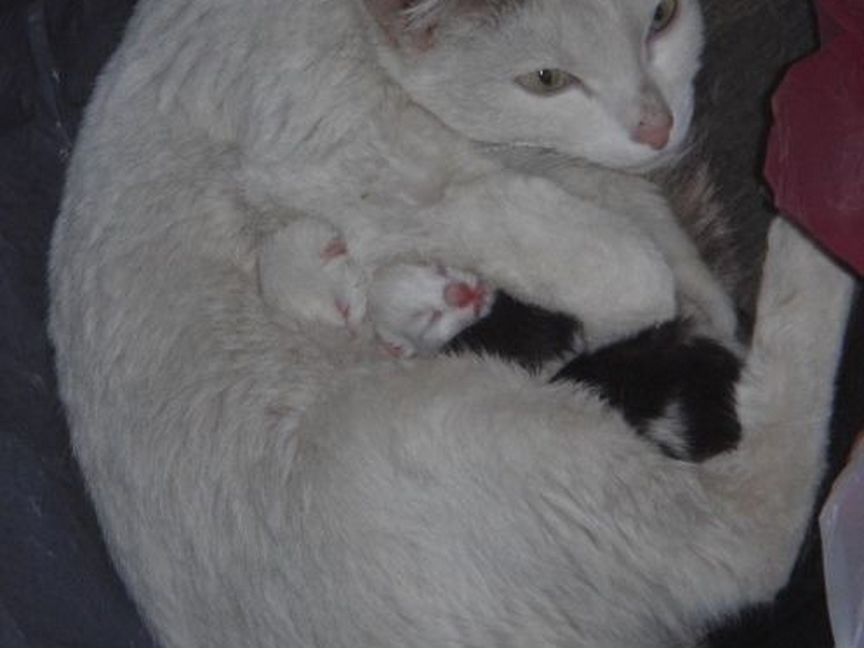 Кошка с 4 или 5 котятами