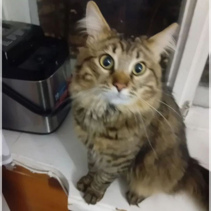 Взрослый кот в добрые руки