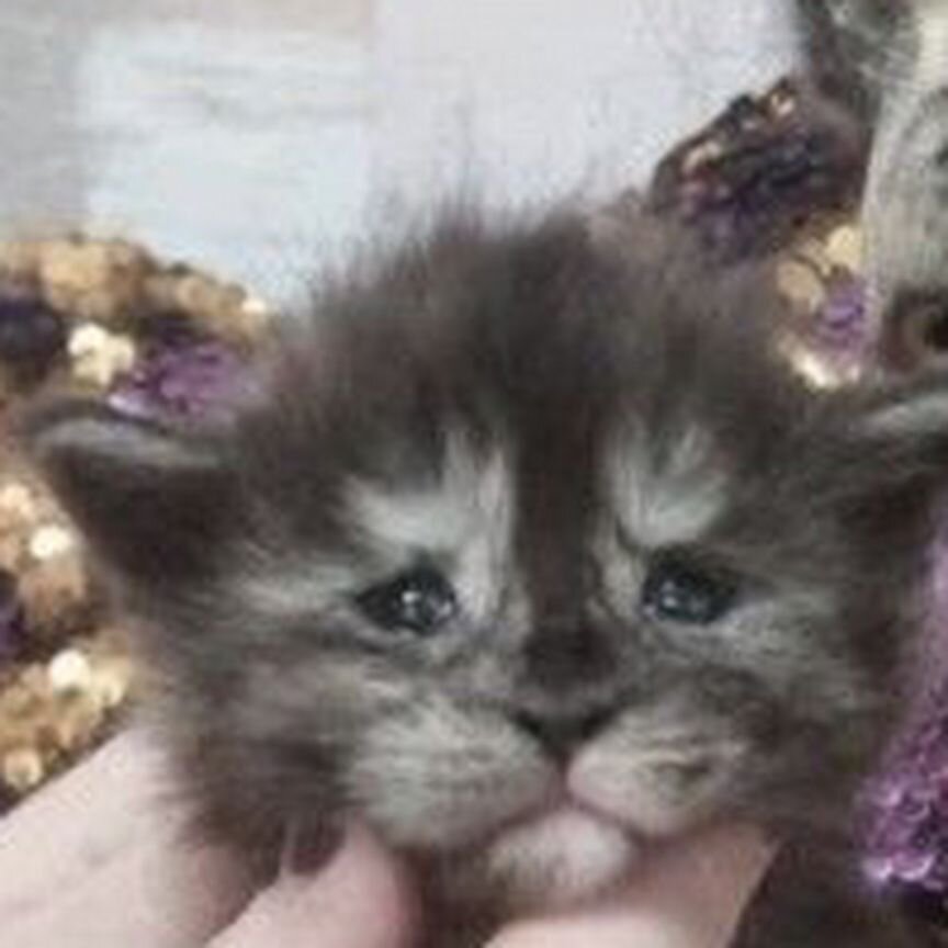 Мейн-кун котёнок