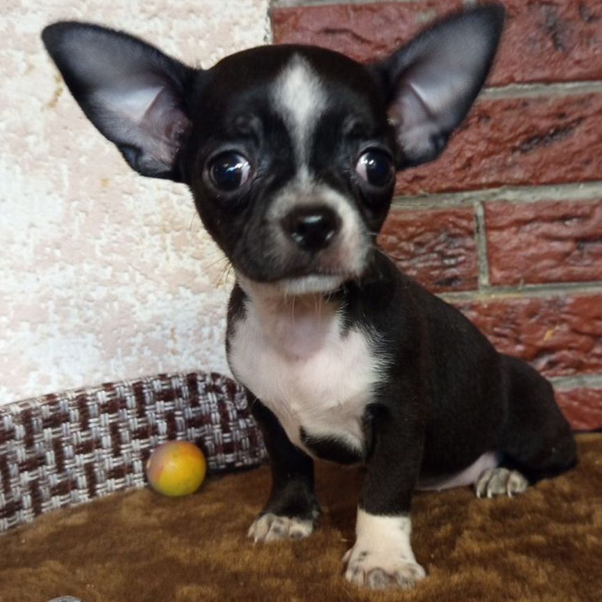 Чихуахуа, щенок