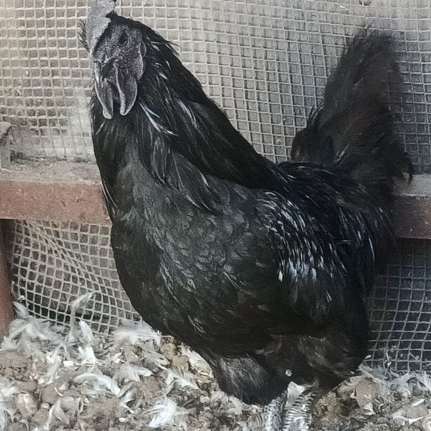 Петух черный Ухейилюй