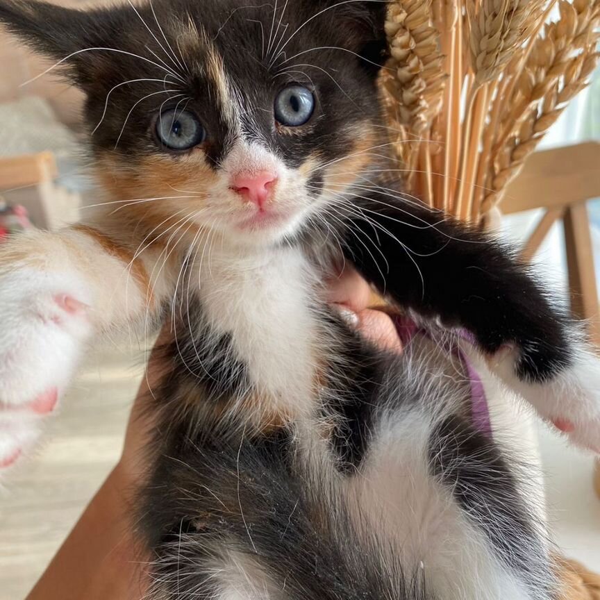 Котёнок