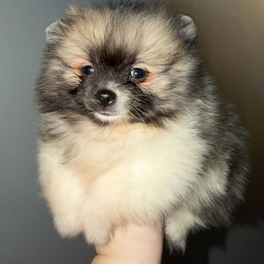 Померанский шпиц, щенок