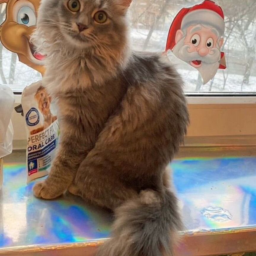 Котенок мейнкуна