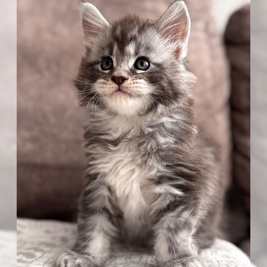 Мейн-кун котёнок