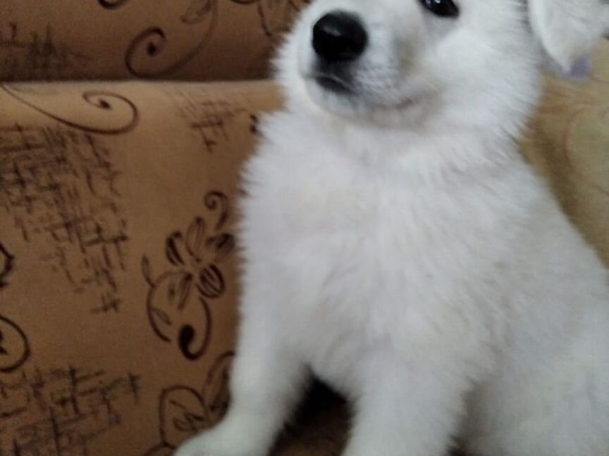 Белая Швейцарская овчарка щенки