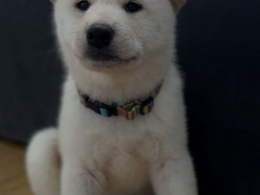 Щенок Сиба ину Шиба ину 2 мес