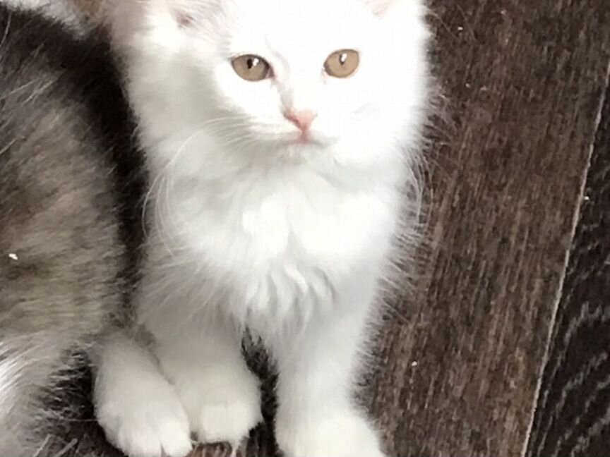 Котята в добрые руки 3,5 месяца