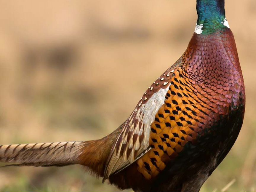 Цыплята фазана