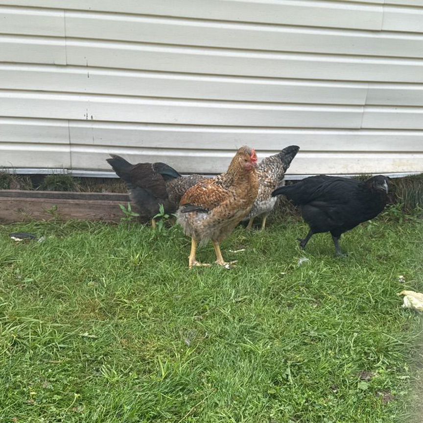 Молодые петухи