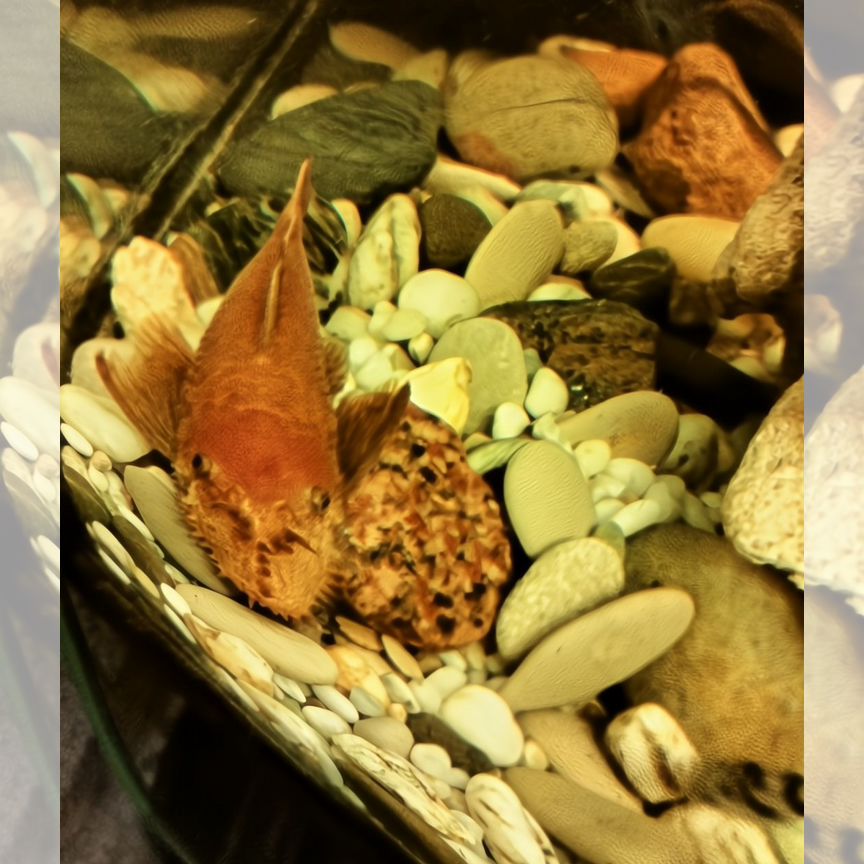 Анциструс супер ред