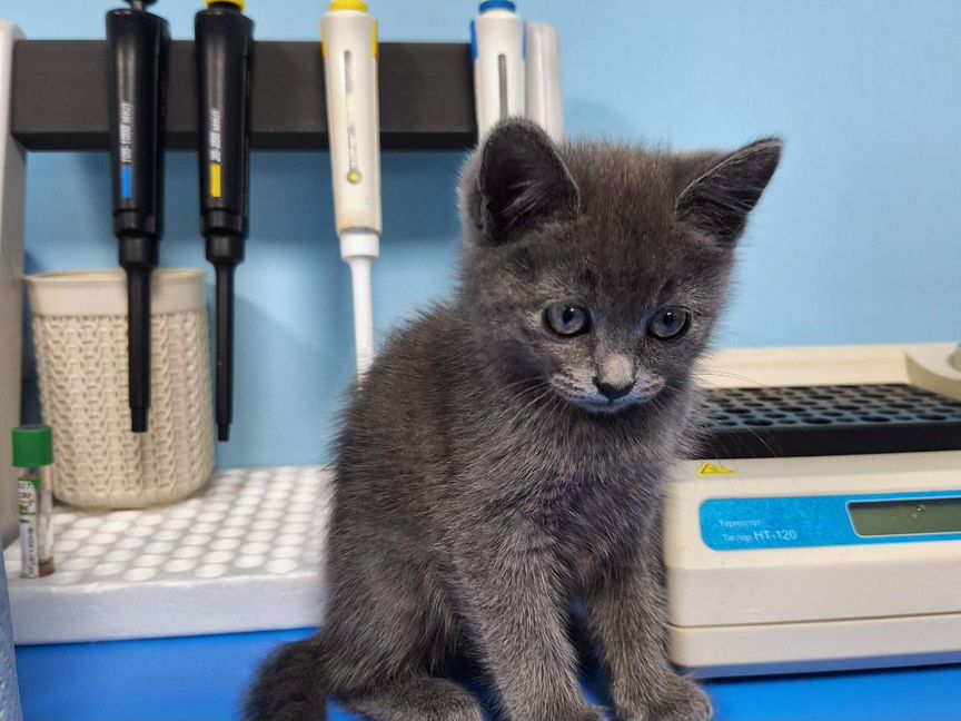 Русская голубая