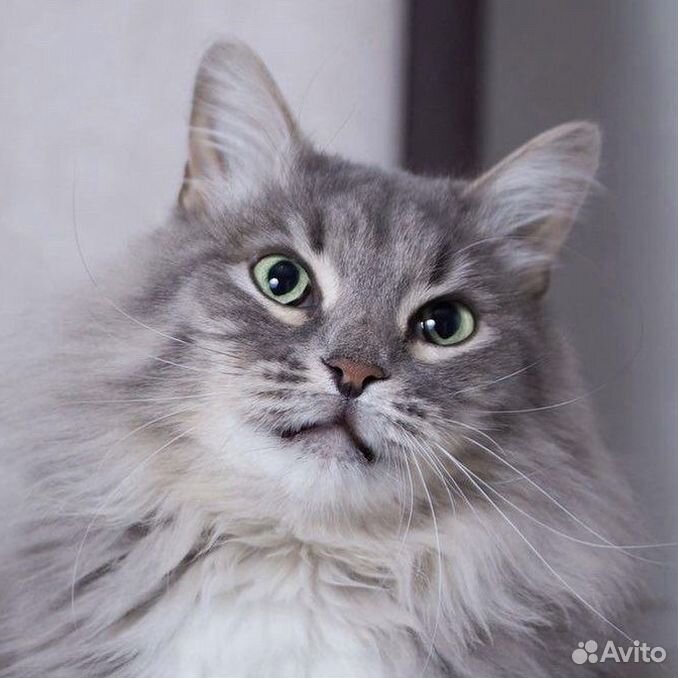 Кот Максик. В Дар. Пушистик бездомничает