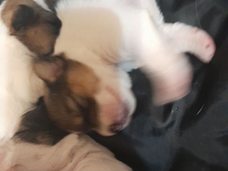 Джек Рассел терьер