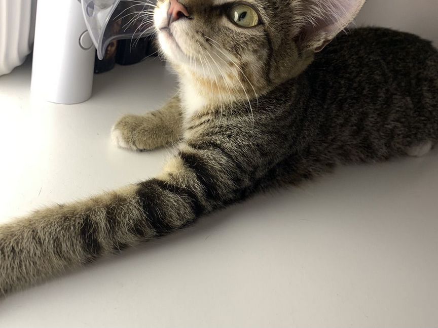 Котята отдам бесплатно