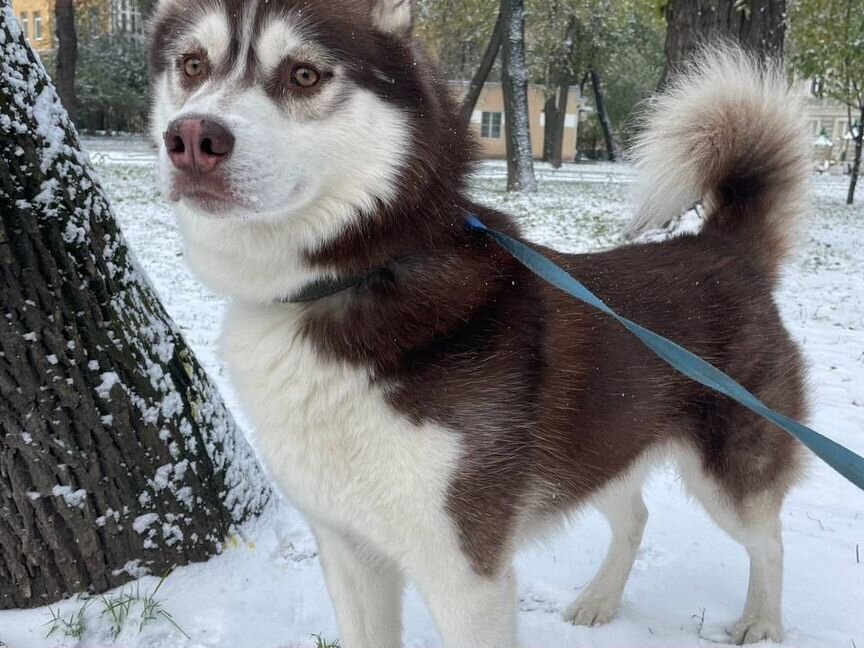 Сибирский хаски вязка