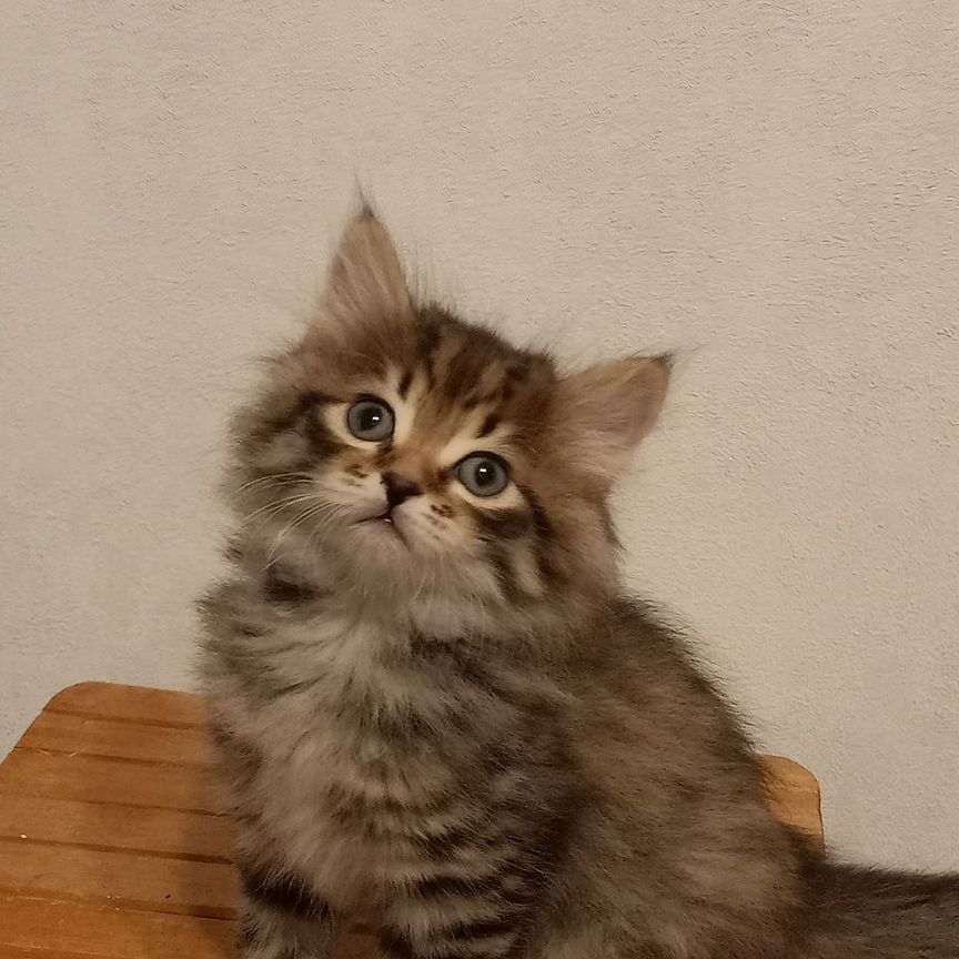 Сибирский клубный котёнок