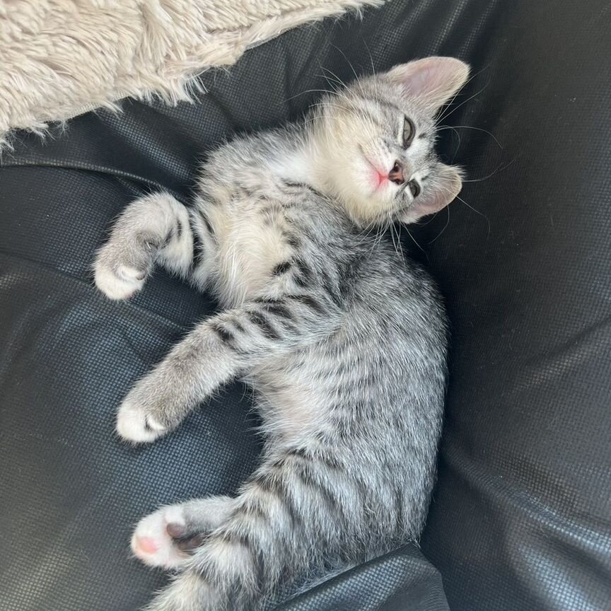 Котенок мальчик 1,6 месяца в добрые руки