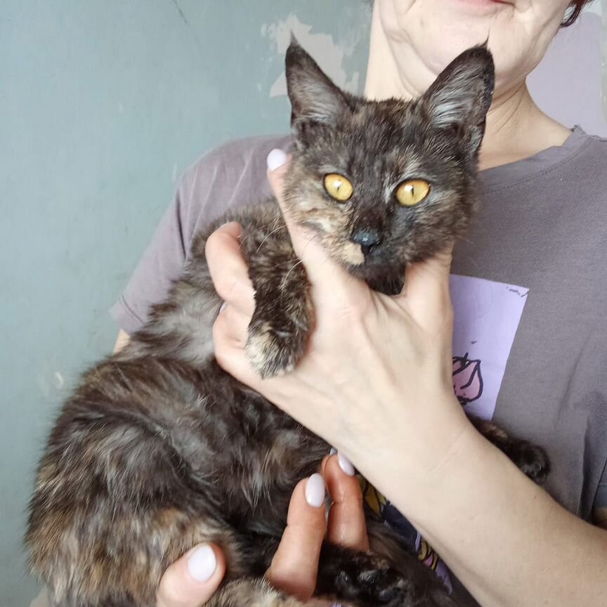 Кошечка Черепашечка