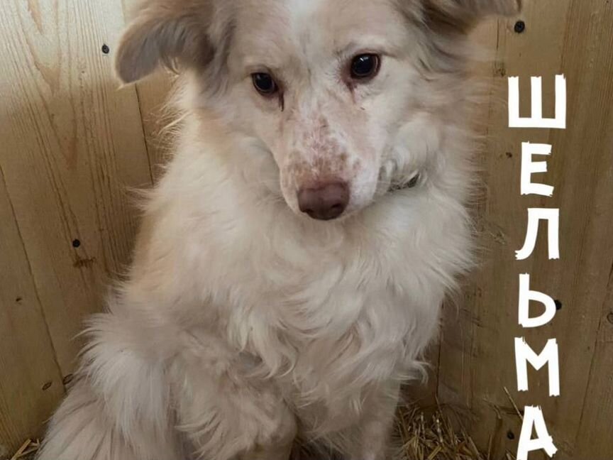 Собака Шельма нуждается в новом доме