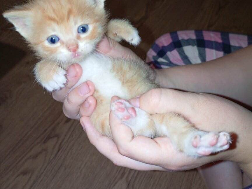 Котенок мальчик