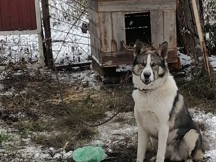 Отдам серьезного цепного пса в хорошие руки