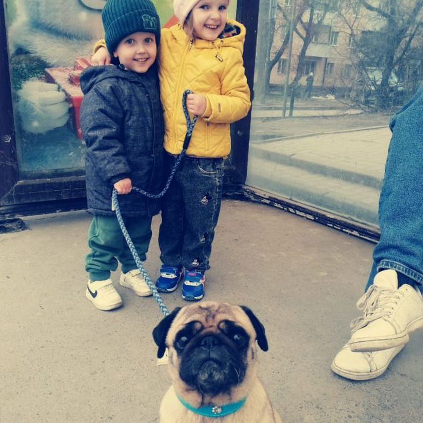 Мопс