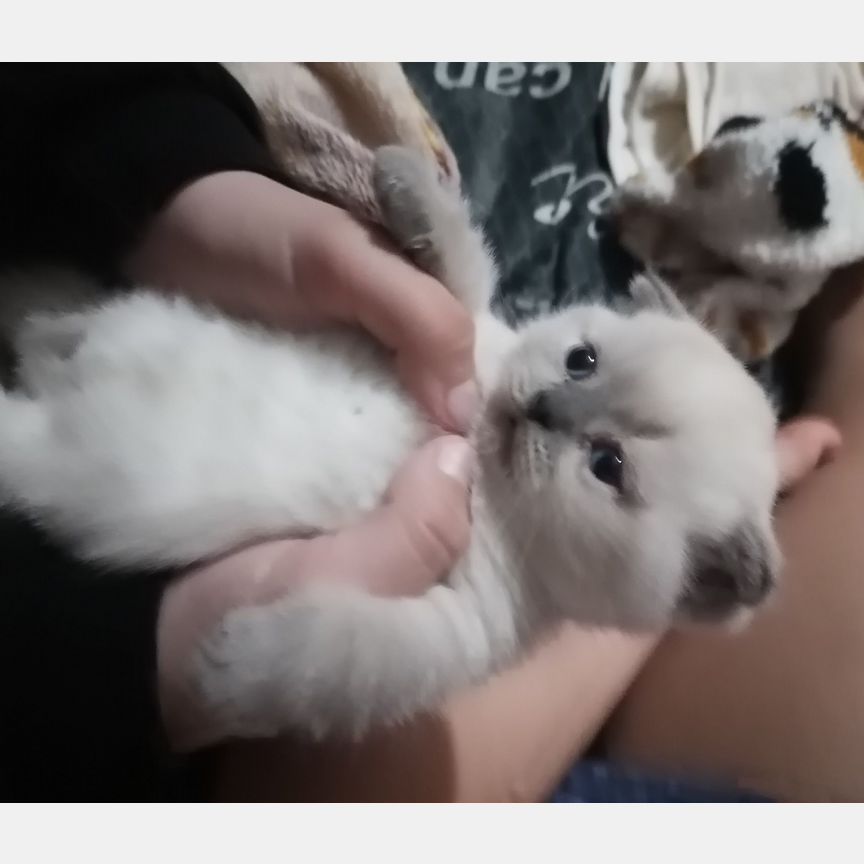 Шатланские вислоухие котята