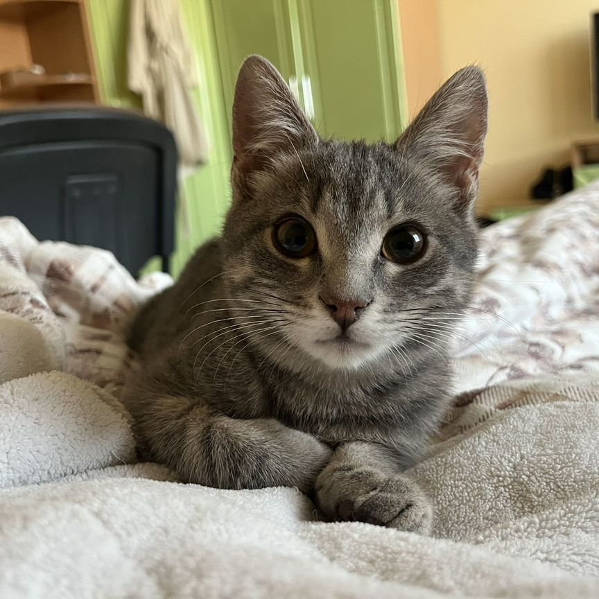 Котёнок (девочка)