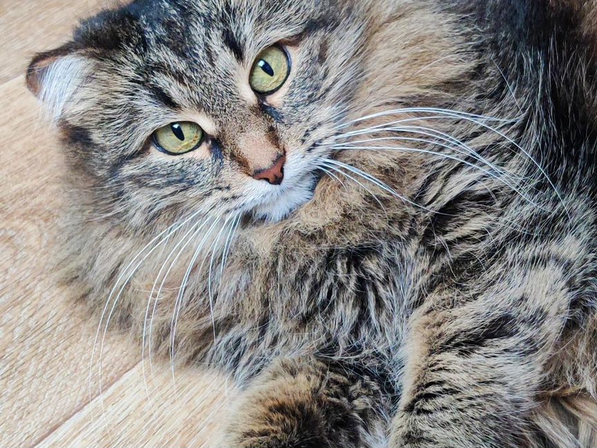 Кошечка Маша ищет дом