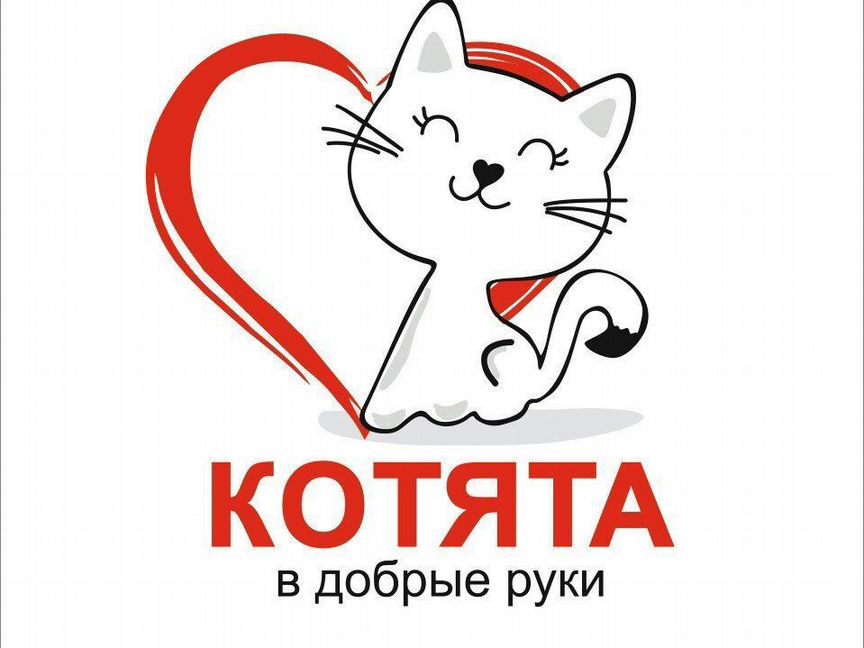 Сиамский котёнок