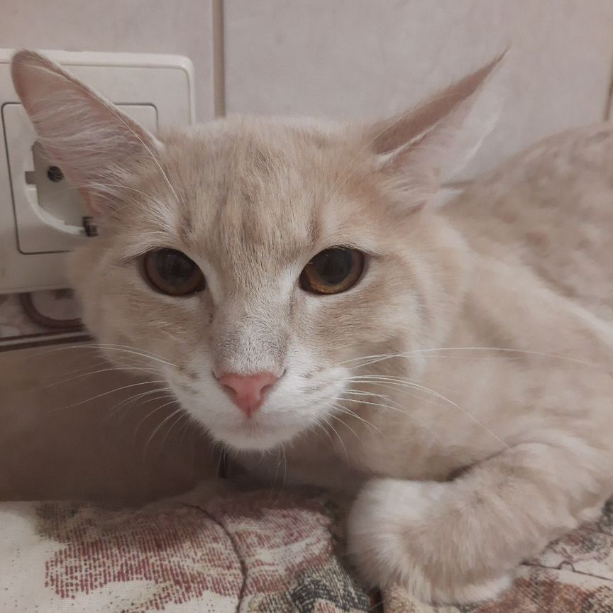Кот Моня