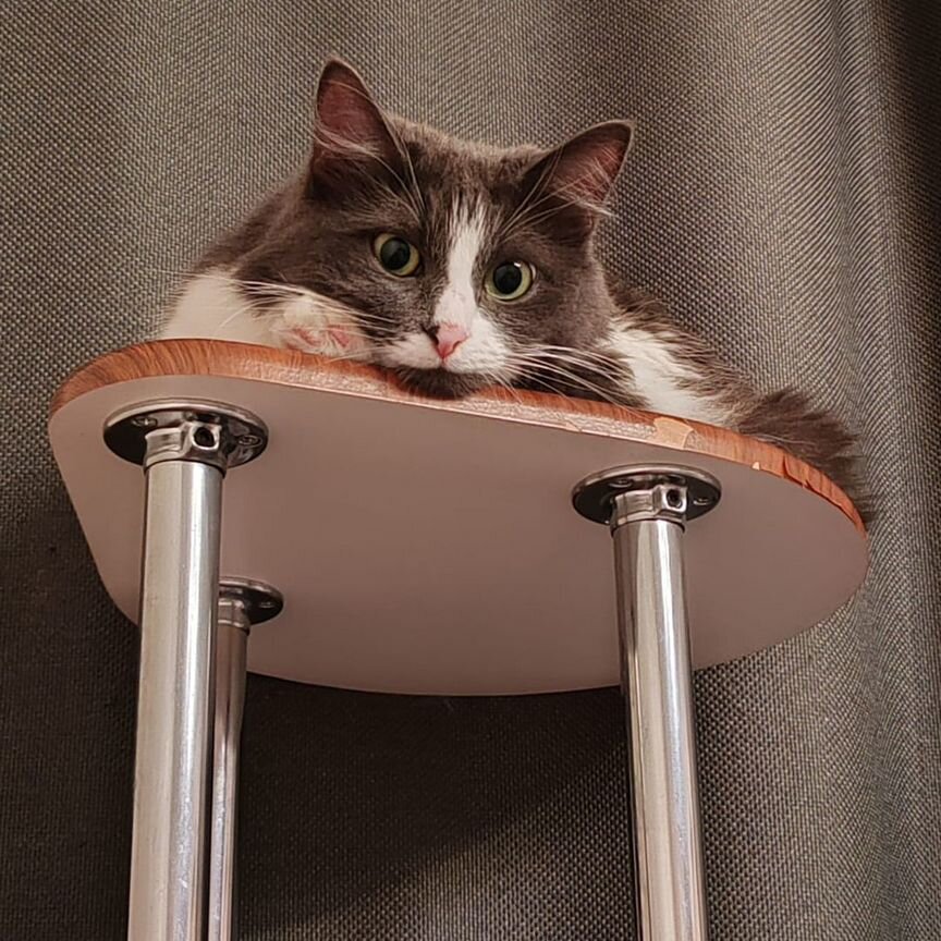Кошка Лука в заботливые руки