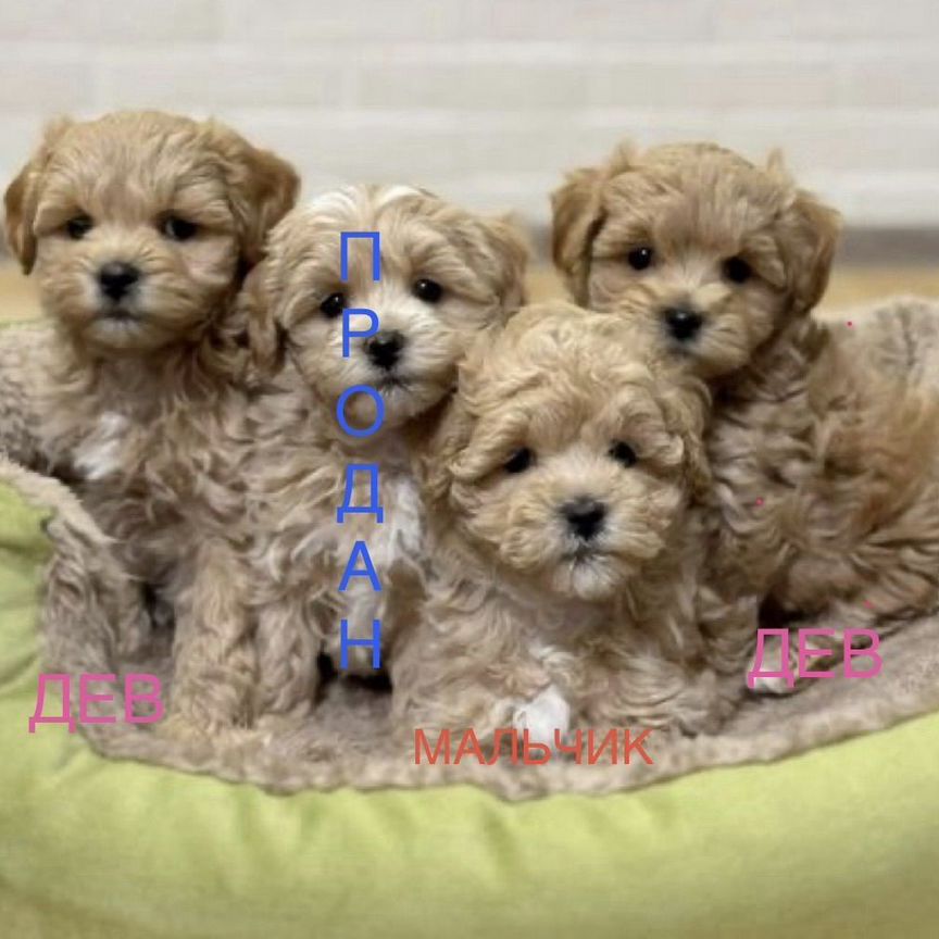 Мальтипу, щенок