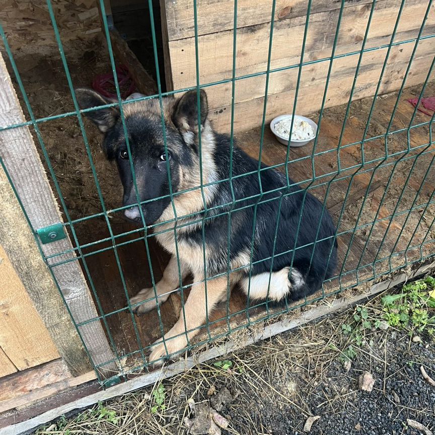 Немецкая овчарка