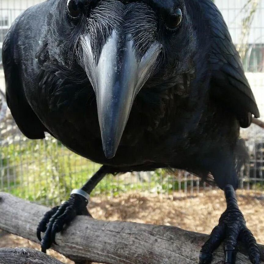 Черный ворон