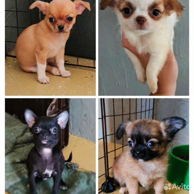 Чихуахуа щенки готовые к переезду и под резерв