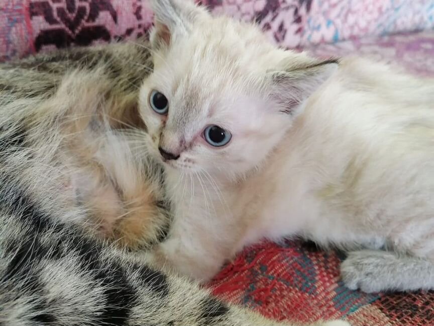 Котенок метис