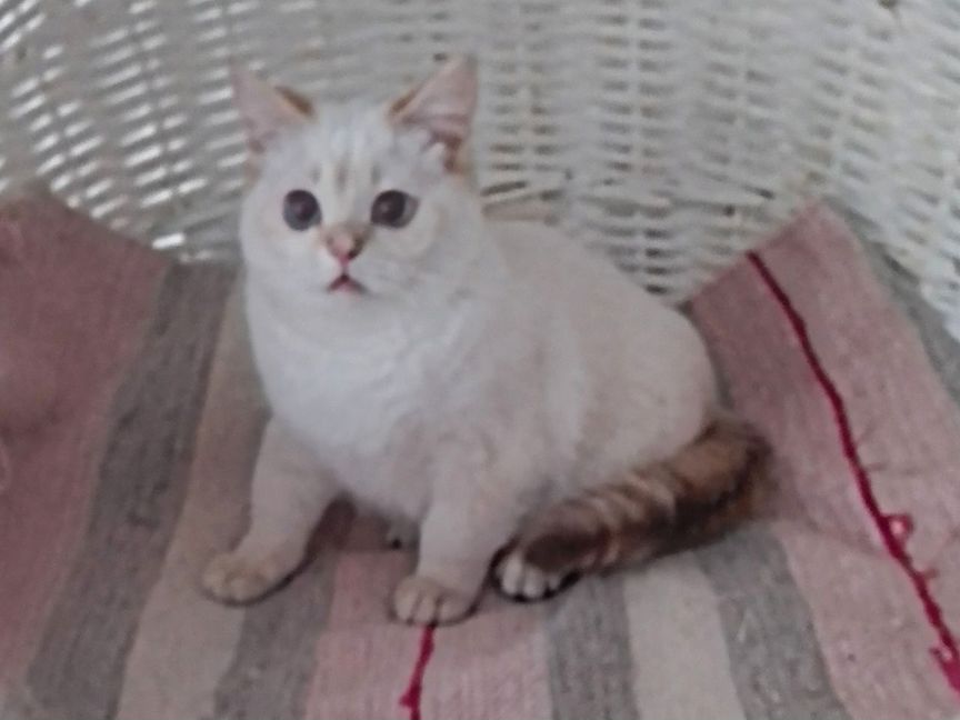 Шиншилла пойнт,девочка